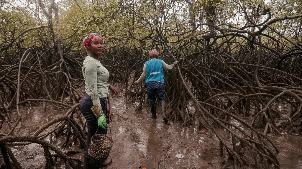 Las mujeres de la piangua - PuntosPuntos